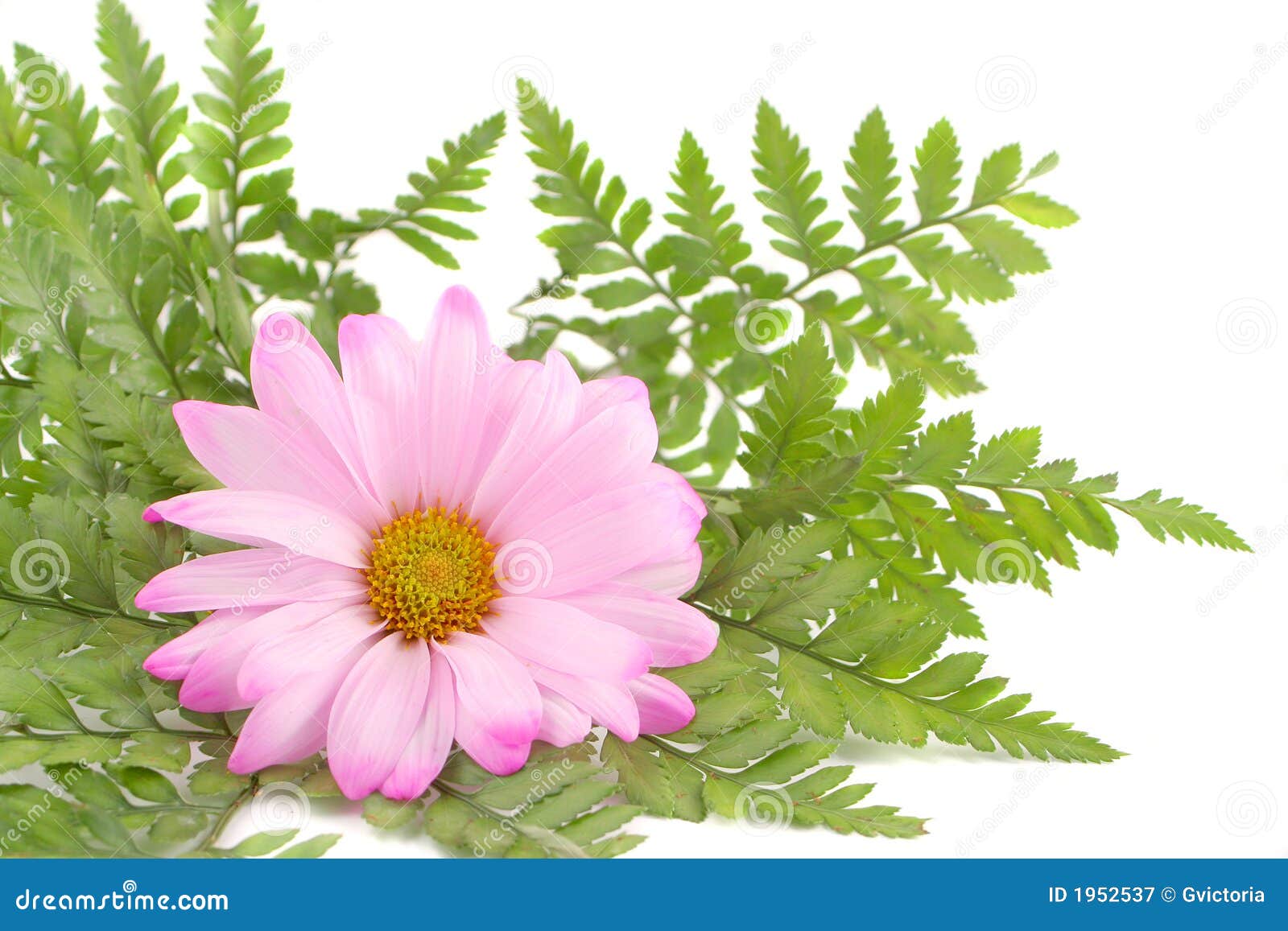 Margarida cor-de-rosa imagem de stock. Imagem de consideravelmente ...