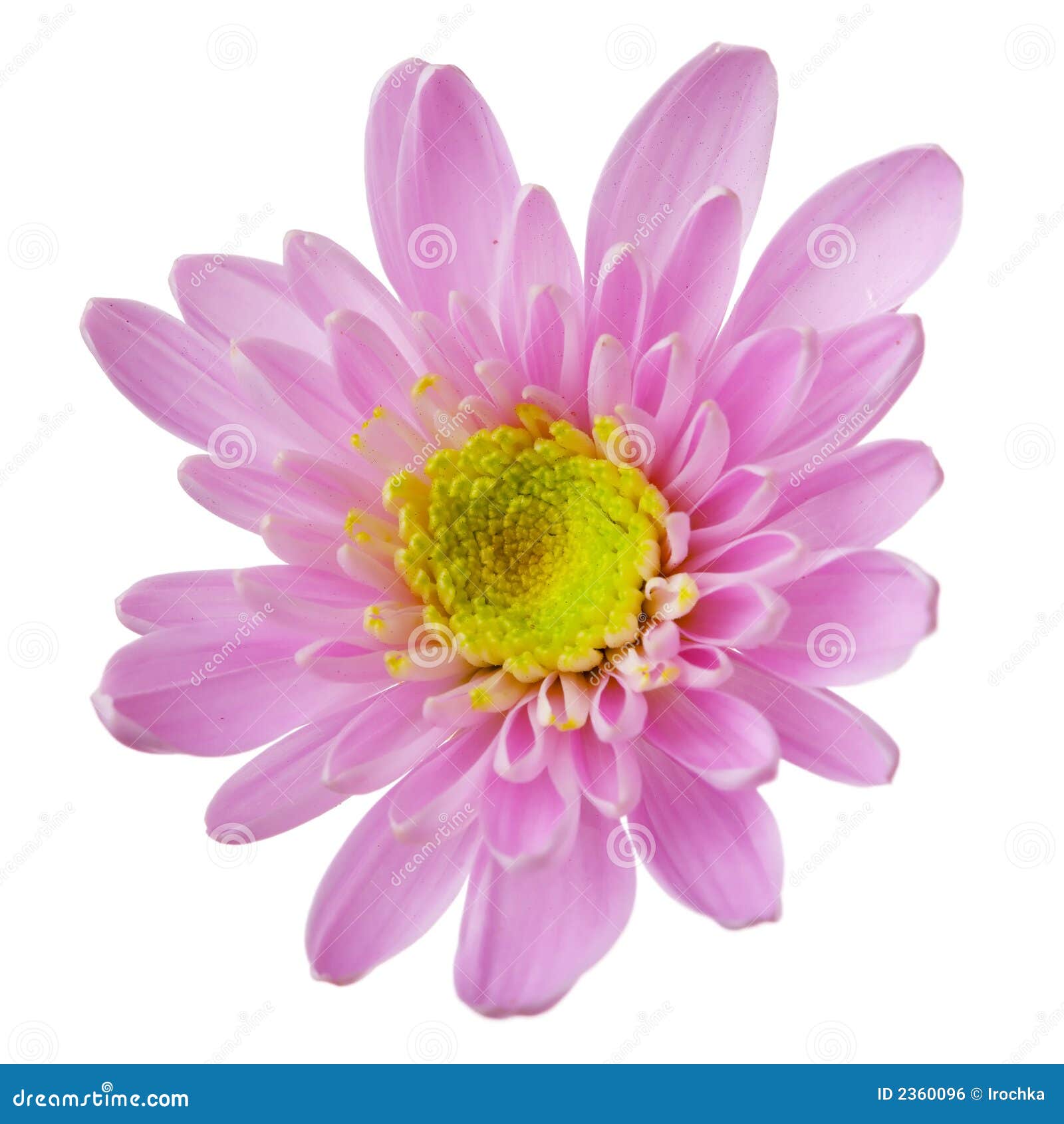 Margarida cor-de-rosa foto de stock. Imagem de mola, isolado - 2360096