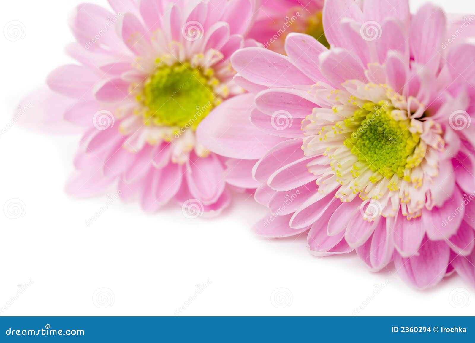 Margarida cor-de-rosa foto de stock. Imagem de nave, margarida - 2360294