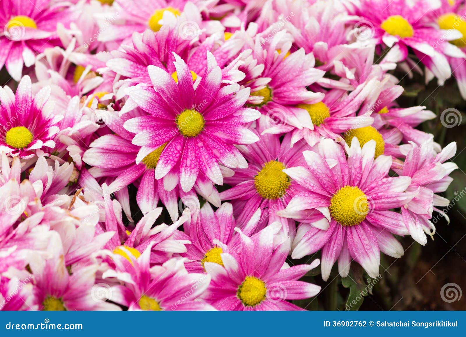 Margarida cor-de-rosa foto de stock. Imagem de fundo - 36902762