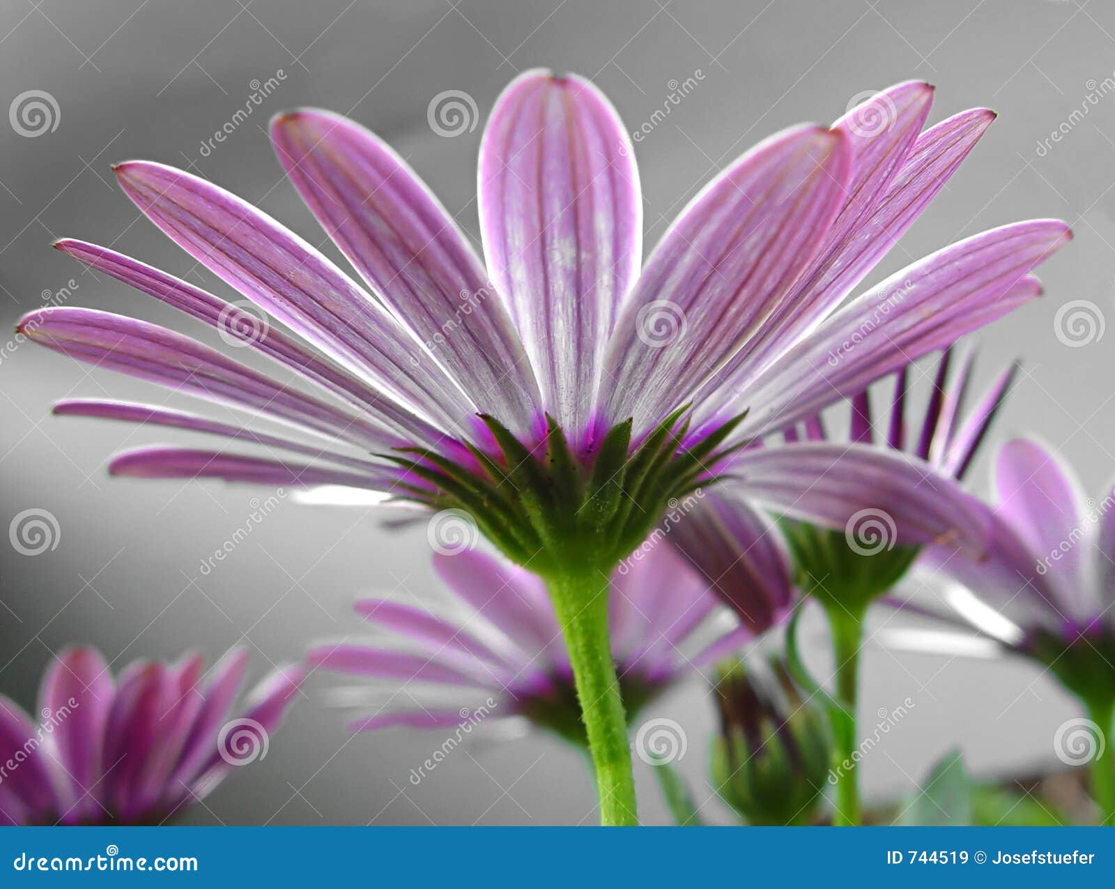 Margarida cor-de-rosa imagem de stock. Imagem de jardim - 744519