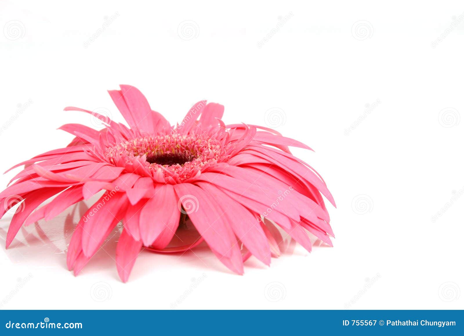 Margarida cor-de-rosa imagem de stock. Imagem de pétalas - 755567