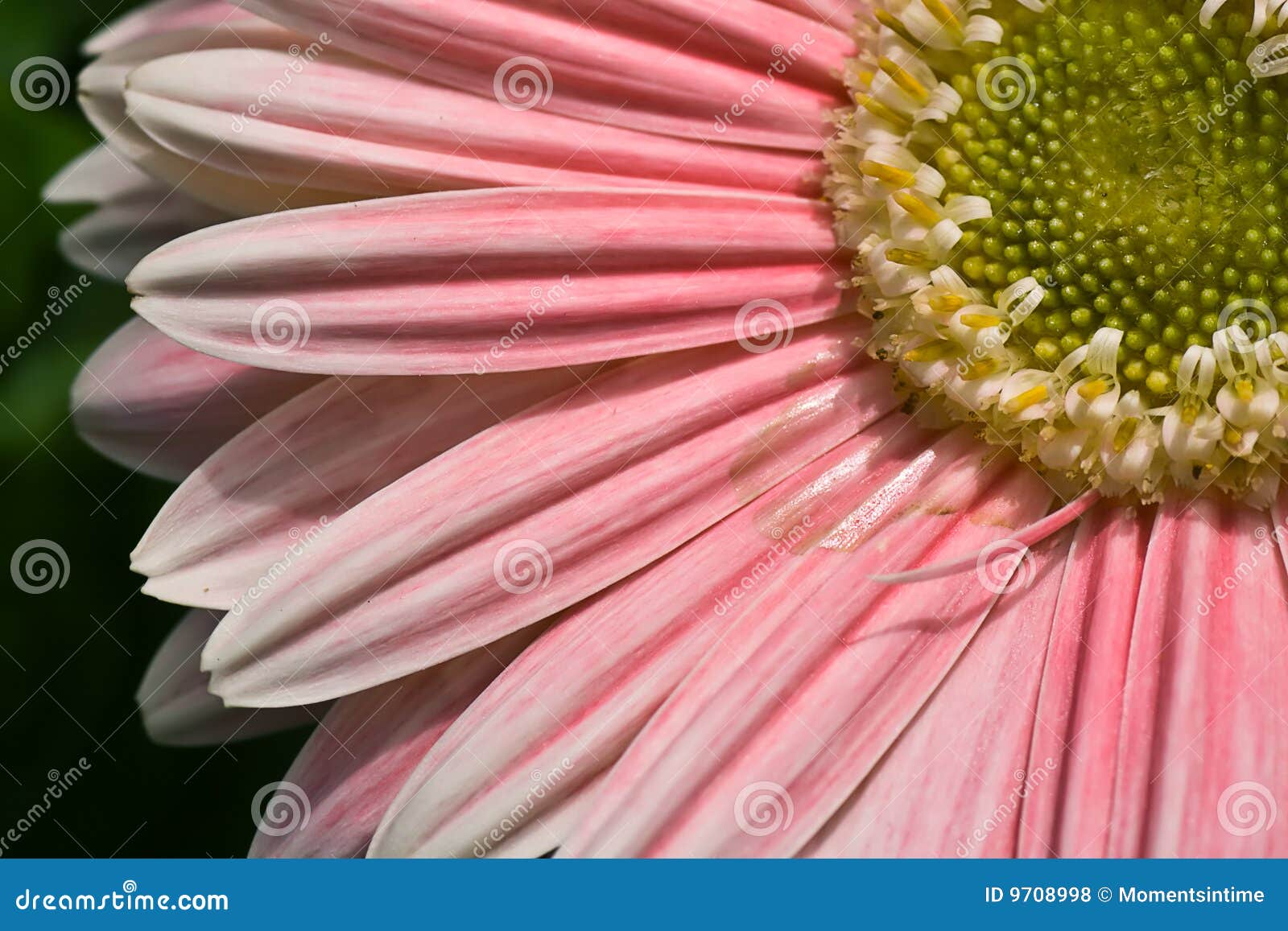 Margarida cor-de-rosa foto de stock. Imagem de beleza - 9708998