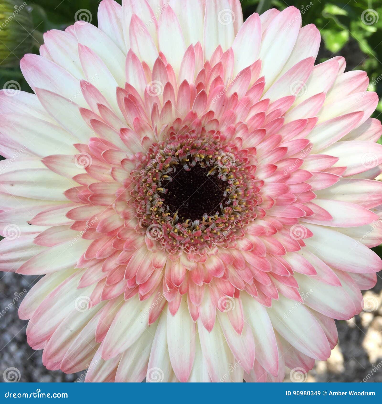 Margarida Cor-de-rosa & Branca Do Gerbera Imagem de Stock - Imagem de ...