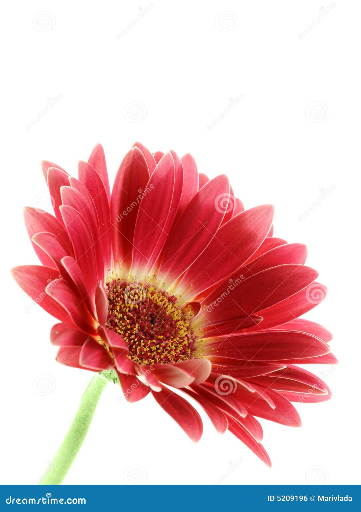 A Margarida Cor-de-rosa Brilhante Do Gerber Isolou-se Foto de Stock ...