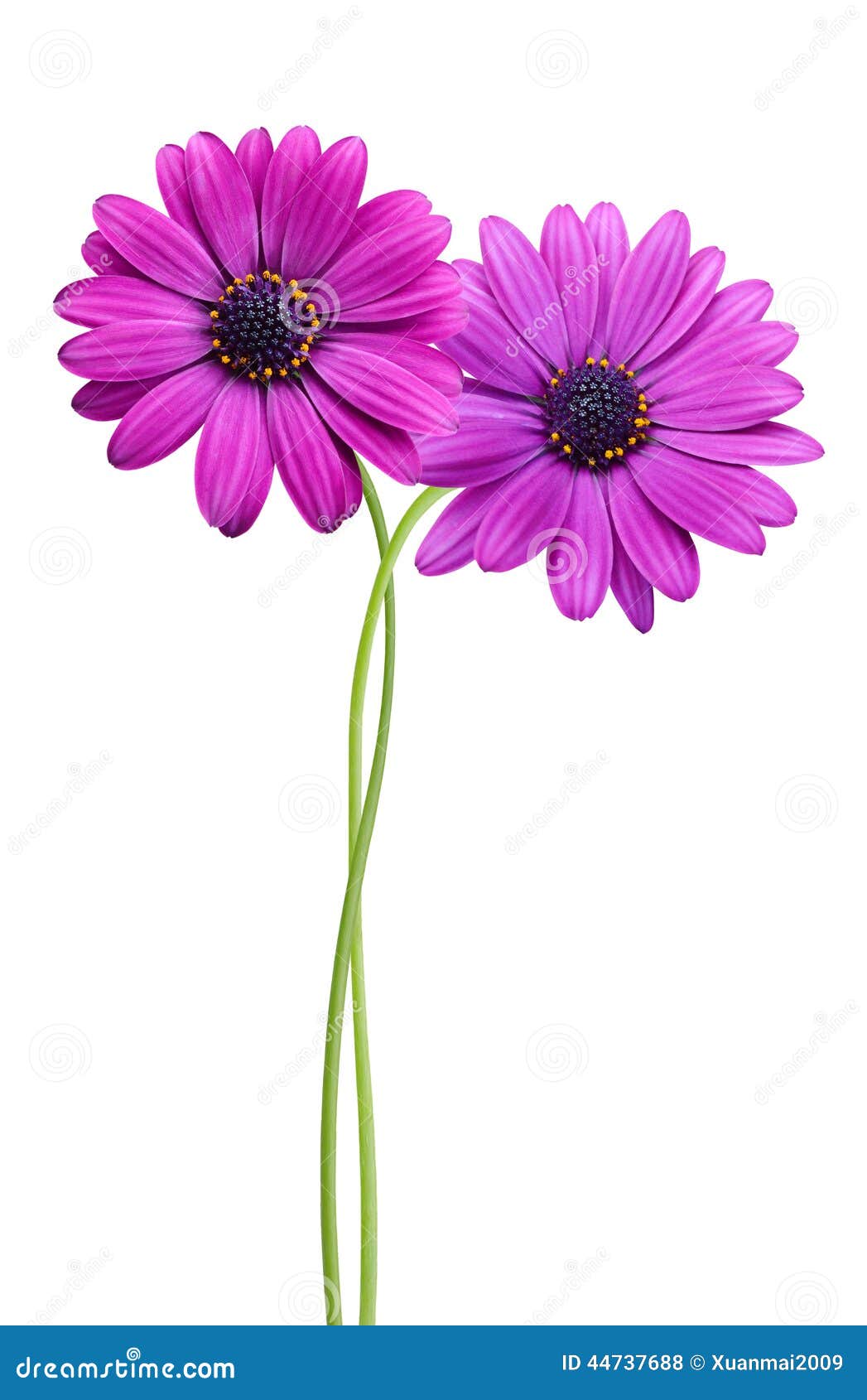 Margarida Cor-de-rosa Da Flor De Osteosperumum Foto de Stock - Imagem ...