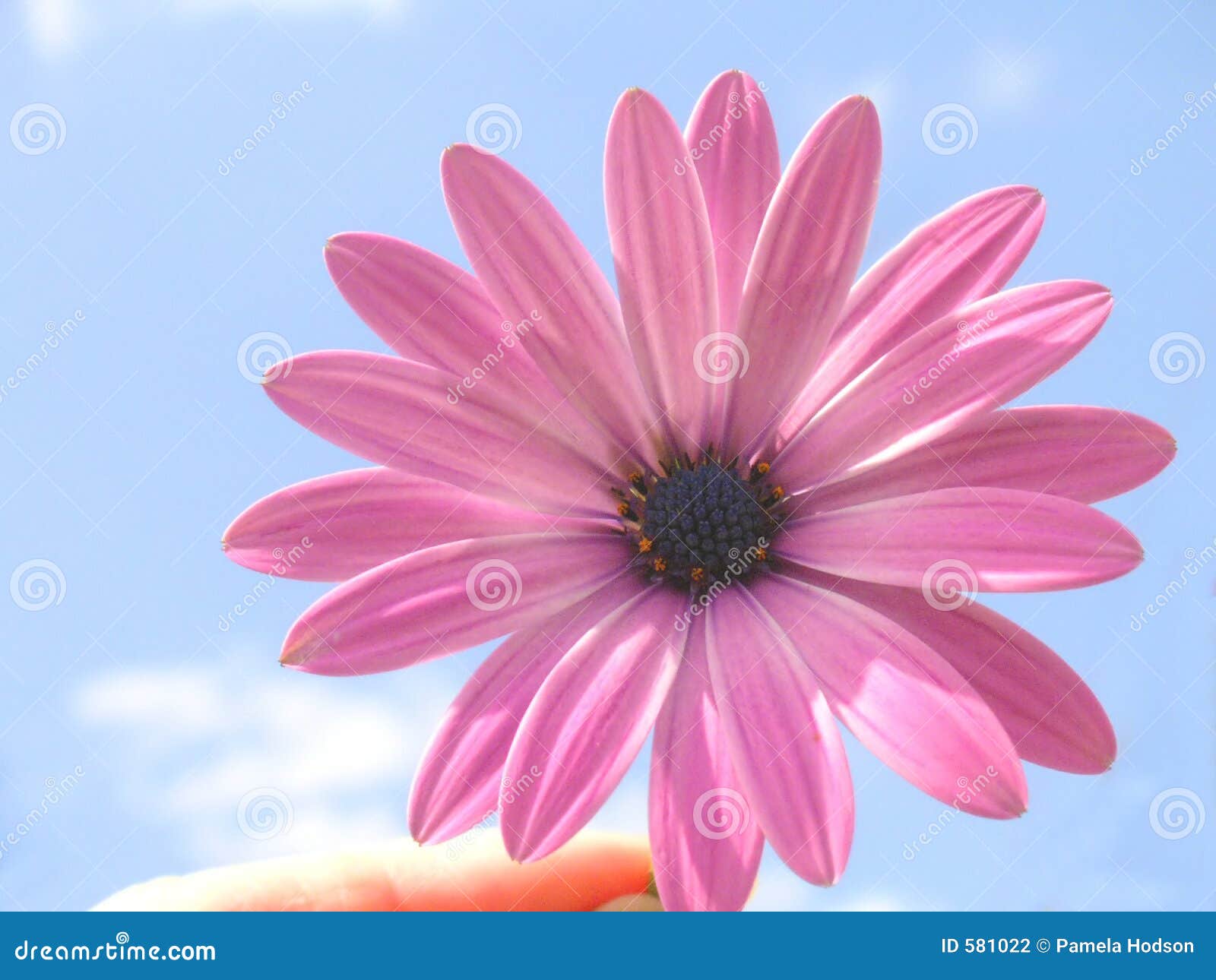 Margarida Cor-de-rosa Do Cabo Foto de Stock - Imagem de bonito, plantas ...