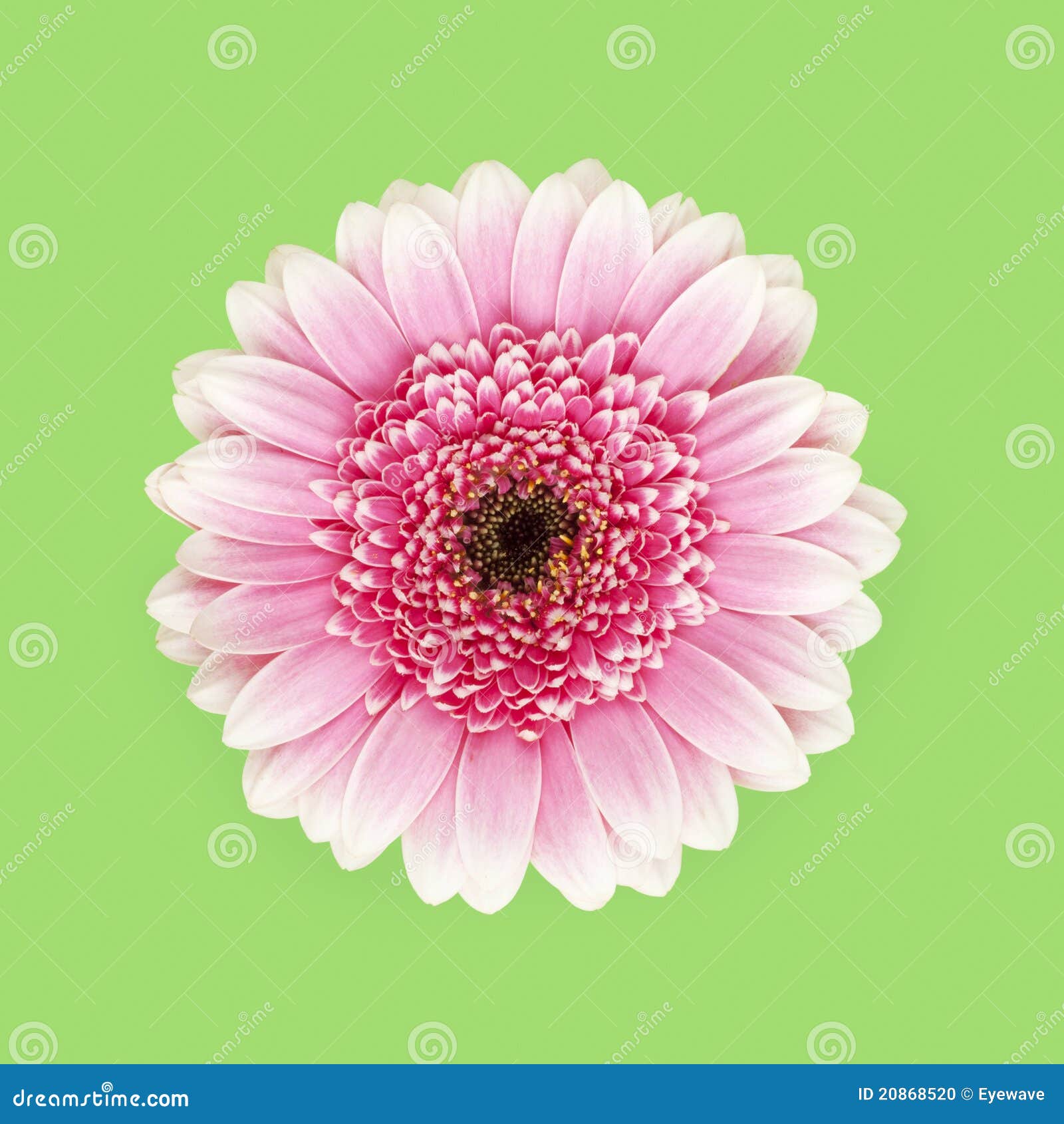 Margarida Cor-de-rosa Do Gerber Foto de Stock - Imagem de acima ...