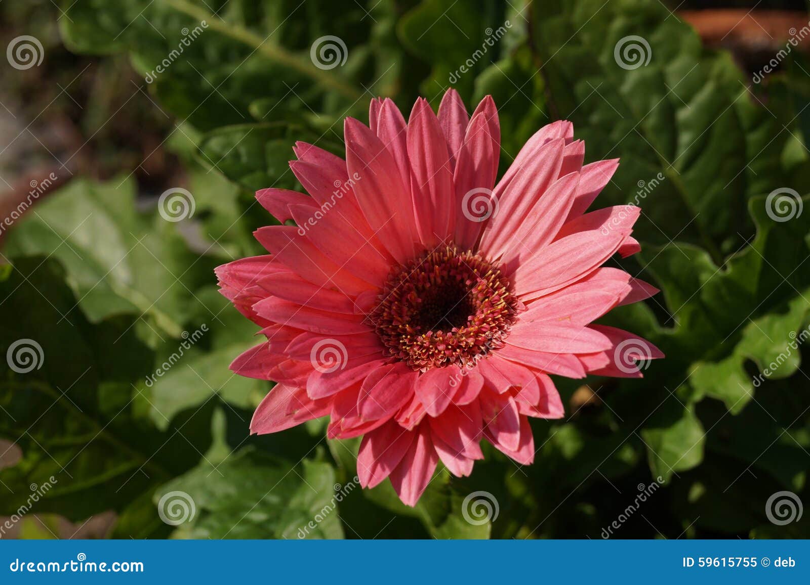 Margarida Cor-de-rosa Do Gerber Imagem de Stock - Imagem de margarida ...