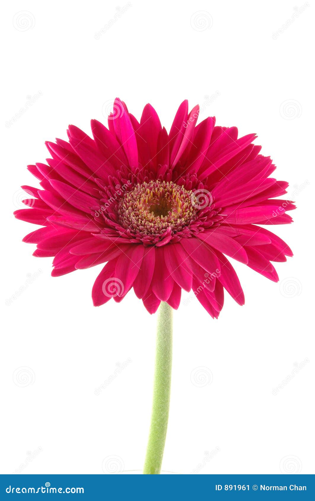 Margarida Cor-de-rosa Do Gerber Imagem de Stock - Imagem de isolado ...