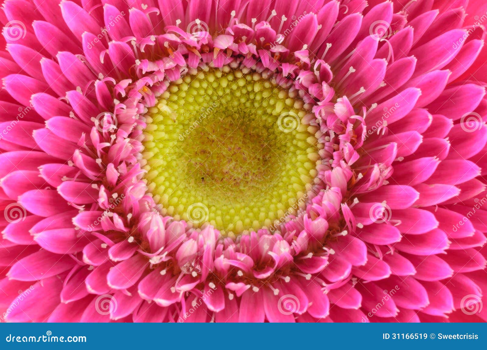 Margarida Cor-de-rosa Do Gerbera Imagem de Stock - Imagem de margarida ...