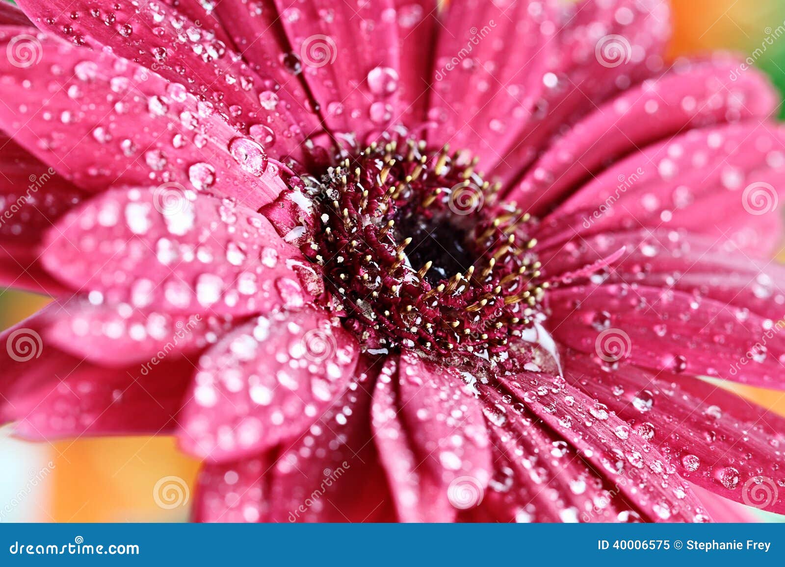 Margarida Cor-de-rosa Molhada De Gerber Imagem de Stock - Imagem de ...
