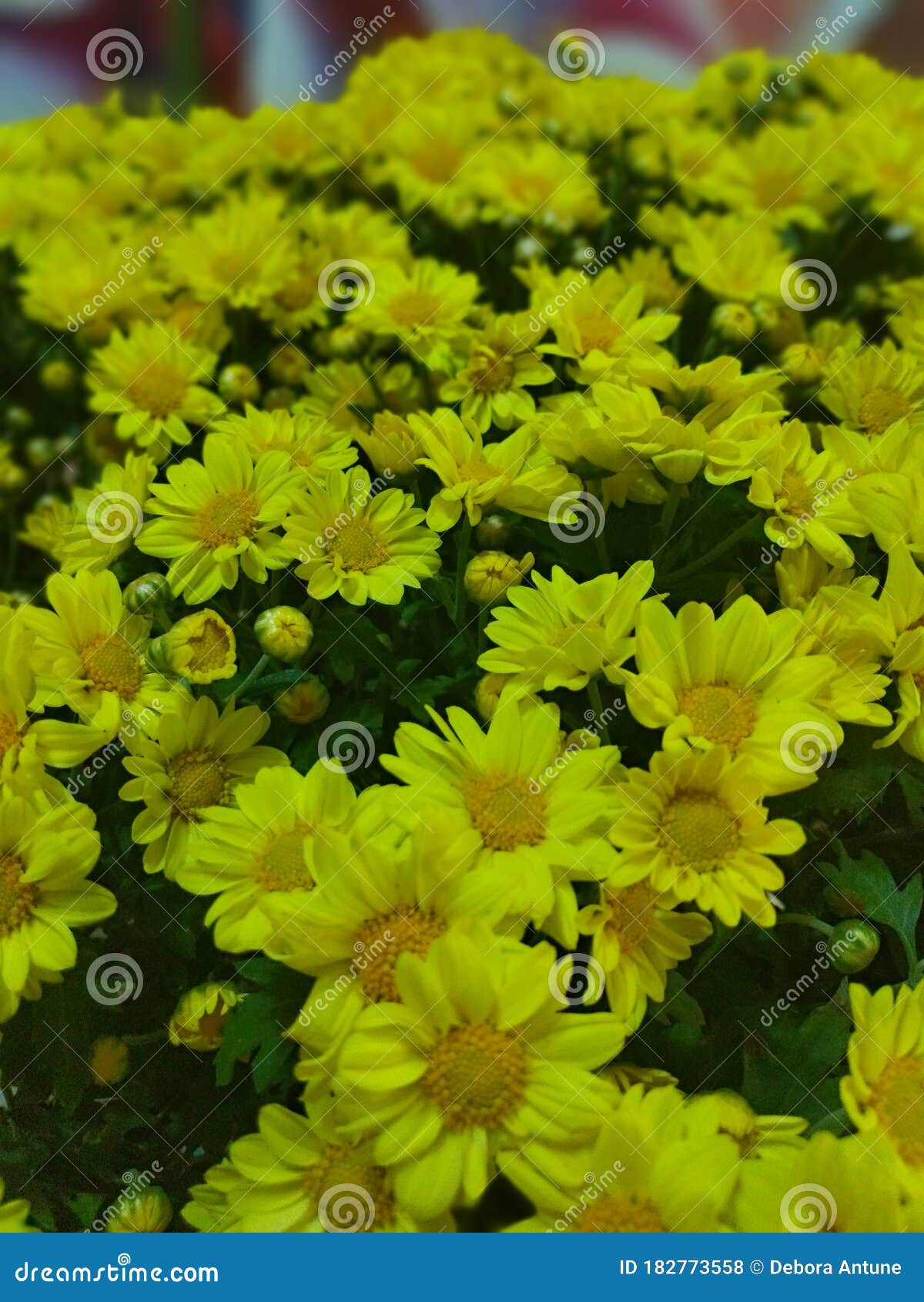 Margarida flowers stock photo. Image of flowers, herb - 182773558