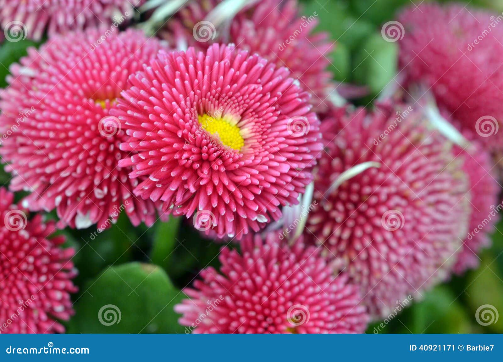 Margarida Inglesa Cor-de-rosa Closeup Imagem de Stock - Imagem de ...