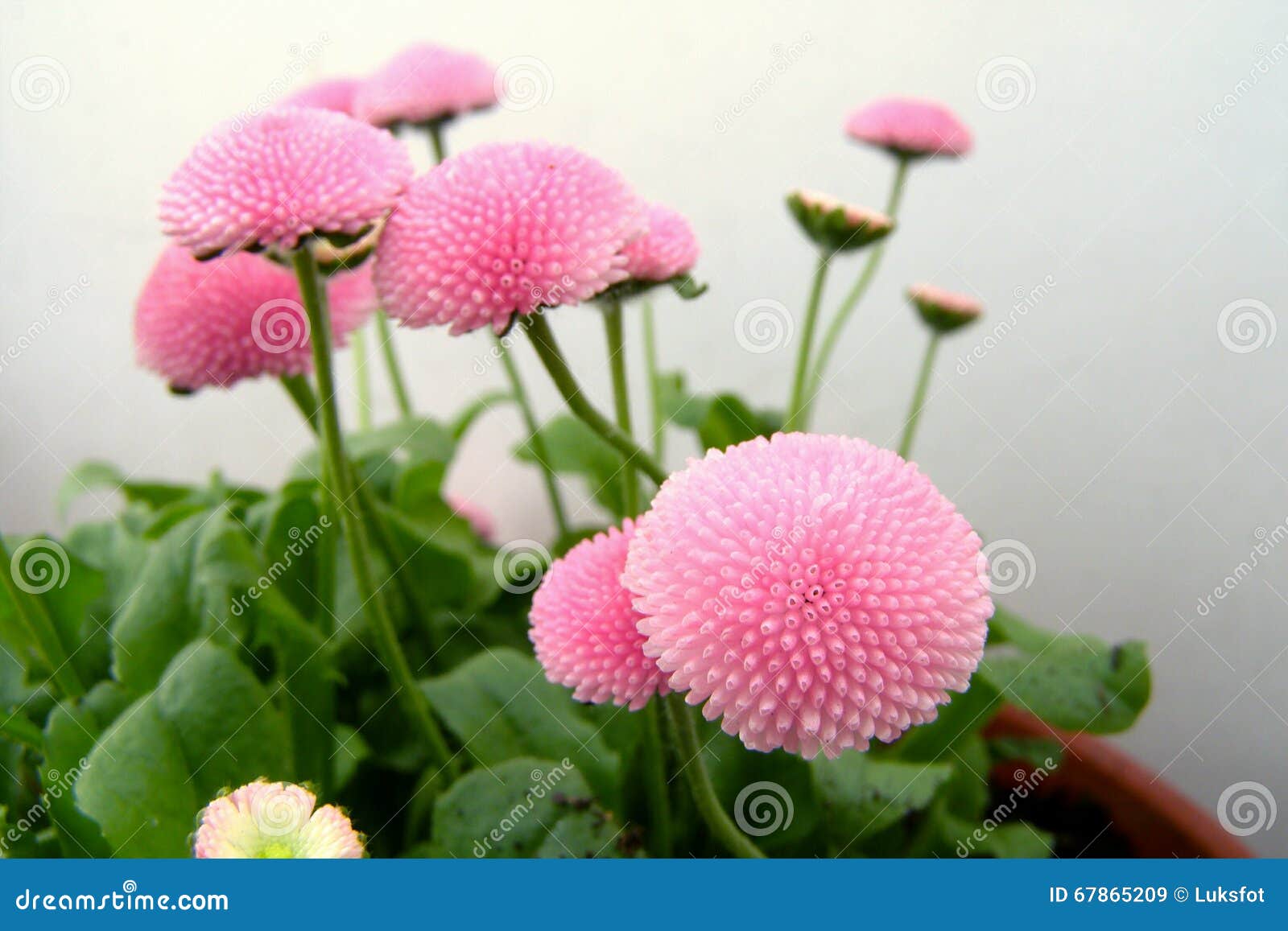 A Margarida Inglesa Cor-de-rosa Floresce a Flor Imagem de Stock ...