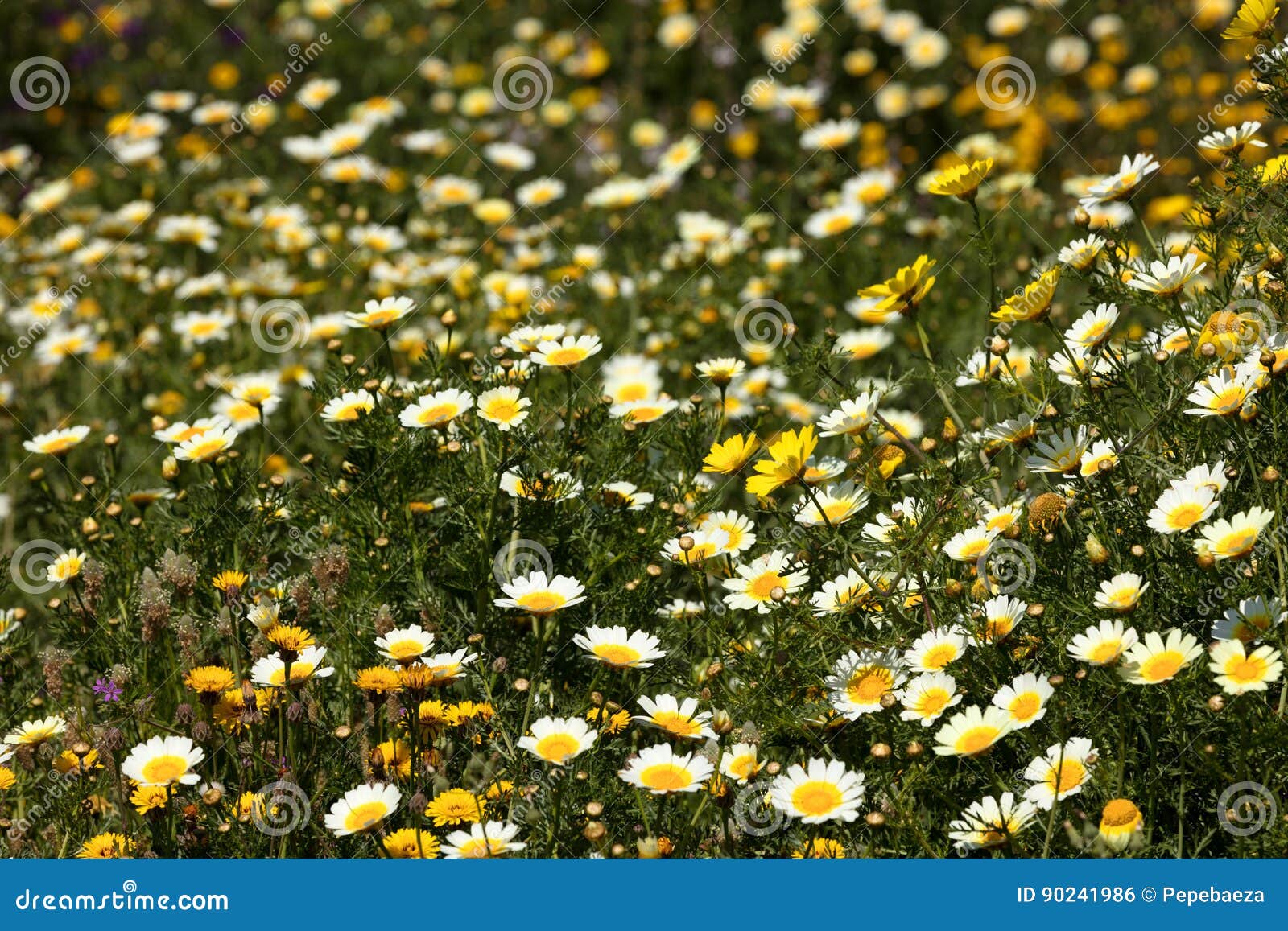 Margaridas Em Um Campo Bonito Foto de Stock - Imagem de branco, naughty ...