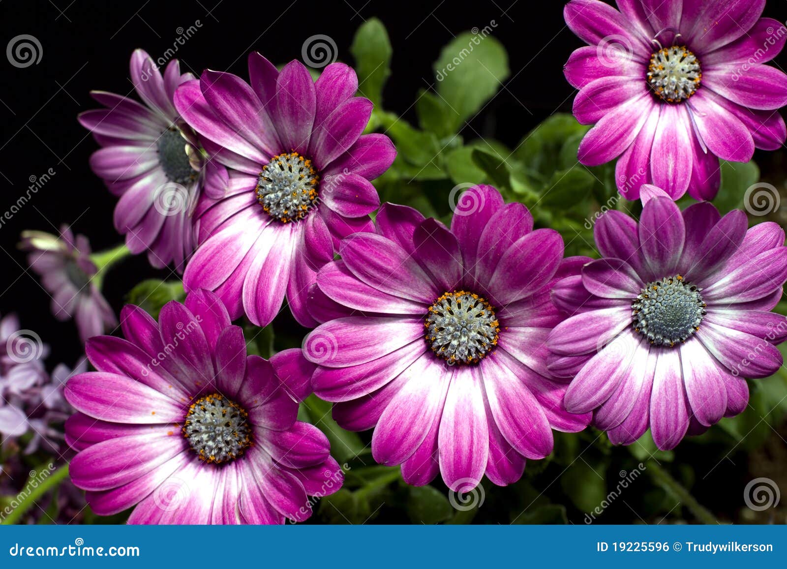 Margaridas roxas foto de stock. Imagem de mola, brilhante - 19225596