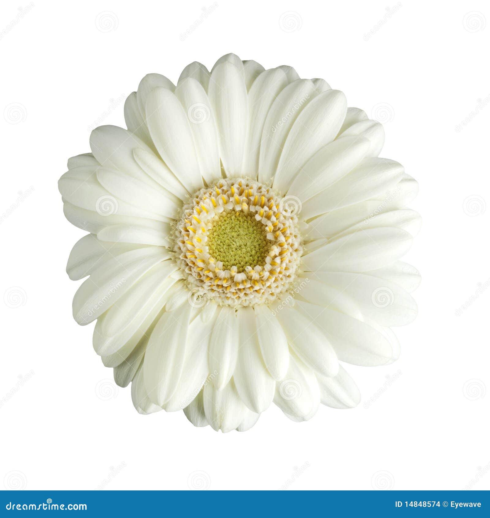 Margarita Blanca Del Gerbera Aislada Foto de archivo - Imagen de ...