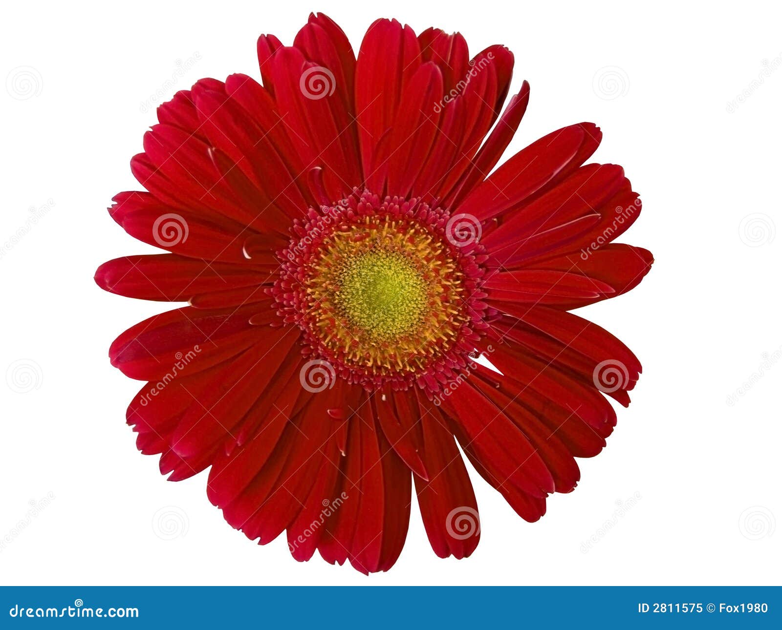 Margarita De Color Rojo Oscuro De Gerber Imagen de archivo - Imagen de ...