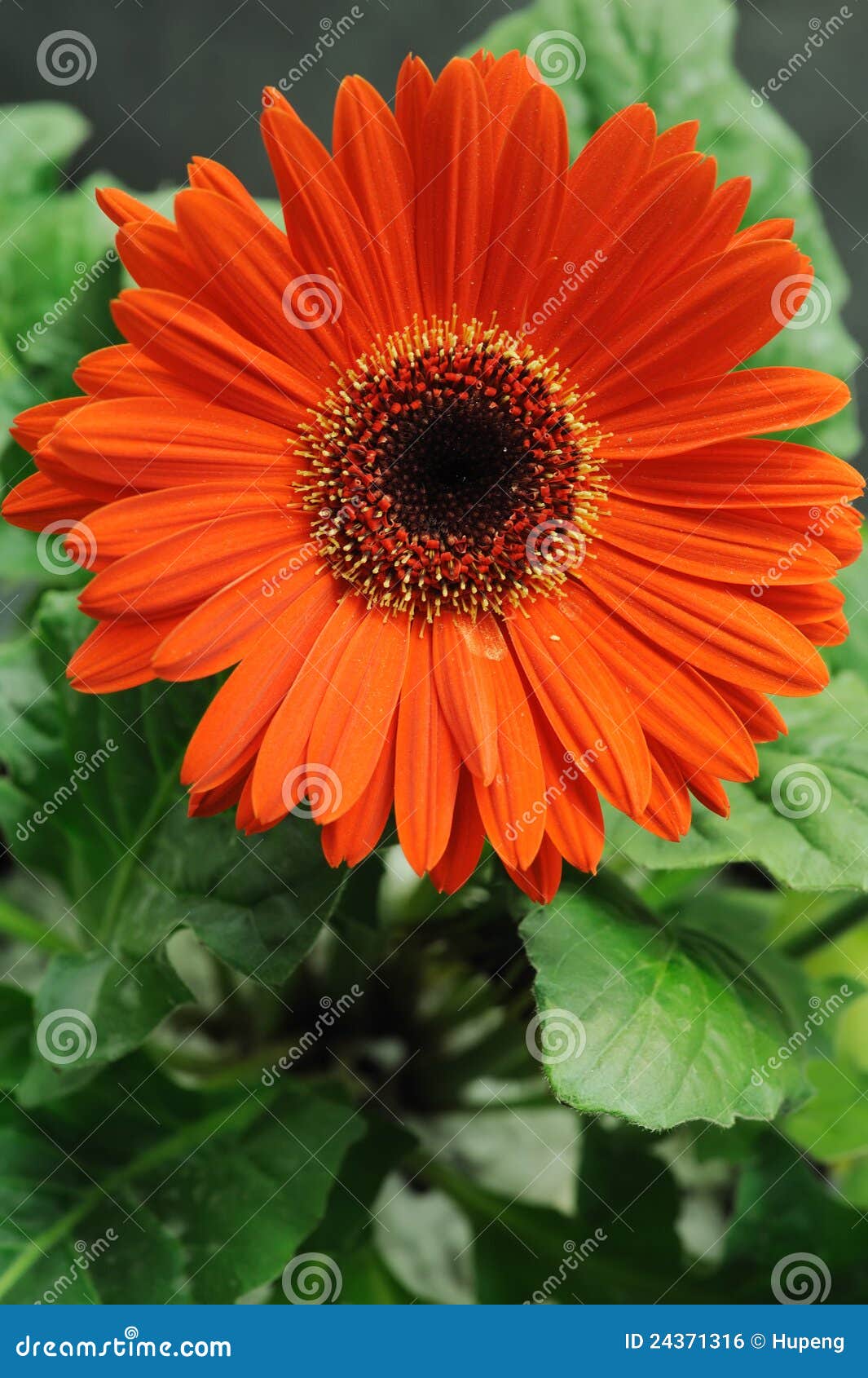 Margarita del Gerbera foto de archivo. Imagen de flor - 24371316