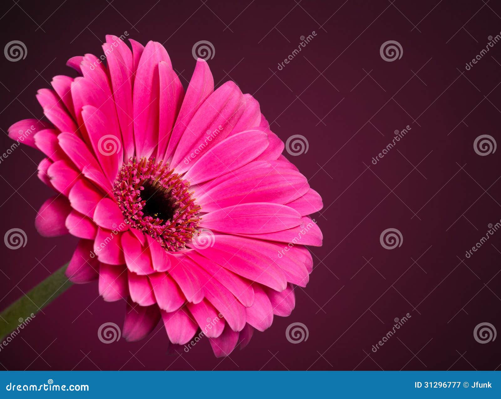 Margarita del Gerbera imagen de archivo. Imagen de planta - 31296777