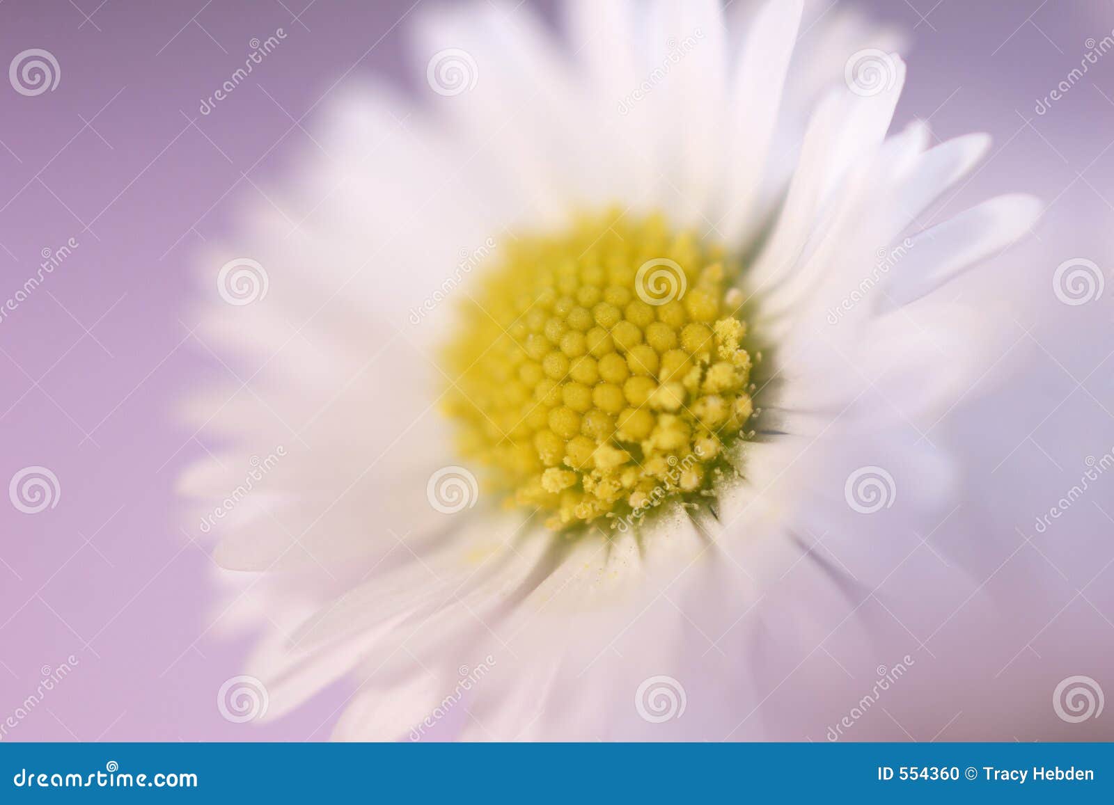 Margarita en color de rosa foto de archivo. Imagen de blanco - 554360