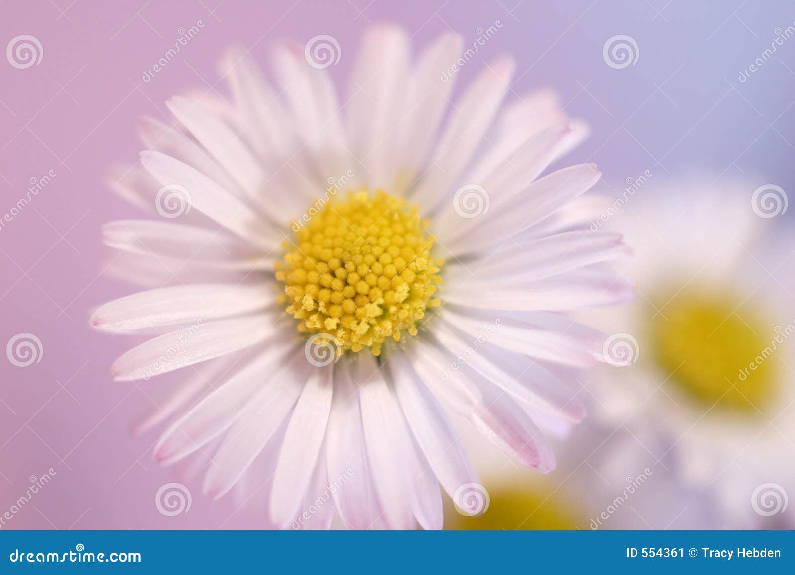 Margarita en color de rosa imagen de archivo. Imagen de primer - 554361