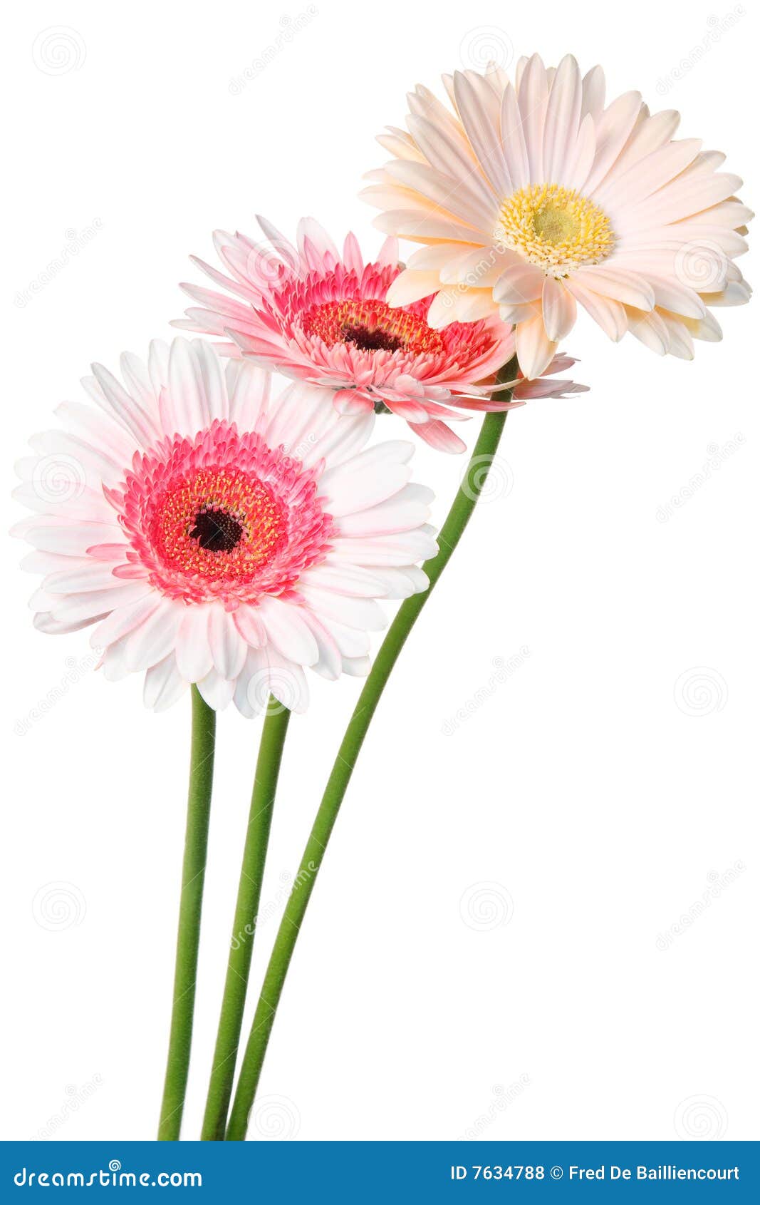 Margarita rosada foto de archivo. Imagen de belleza, resorte - 7634788