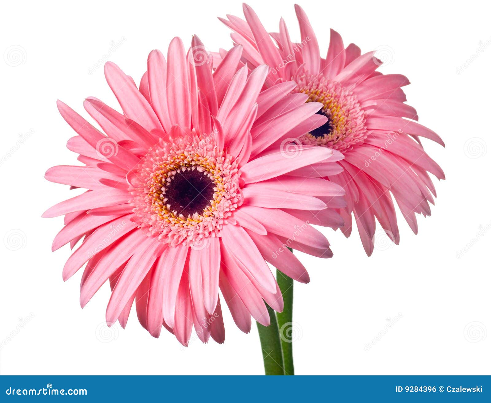 Margarita rosada foto de archivo. Imagen de verde, fresco - 9284396