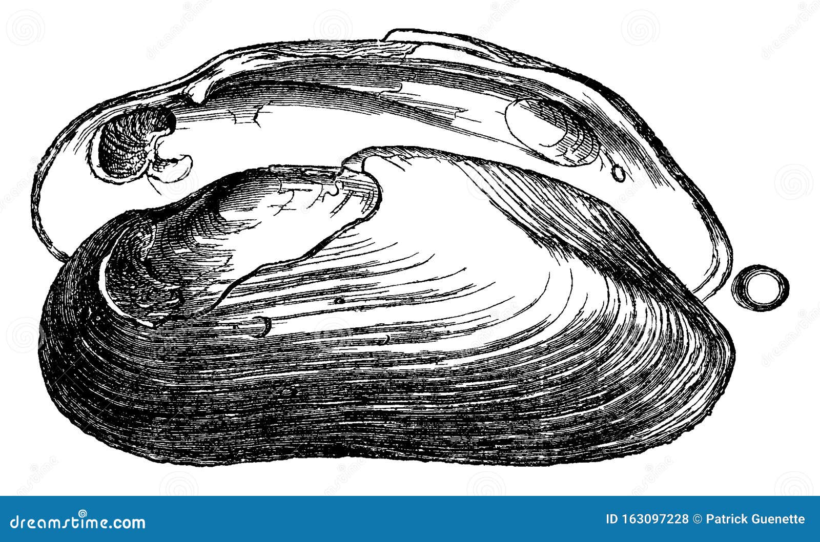 Anodonta Stock Illustrations – 27 Anodonta Stock Illustrations, Vectors ...