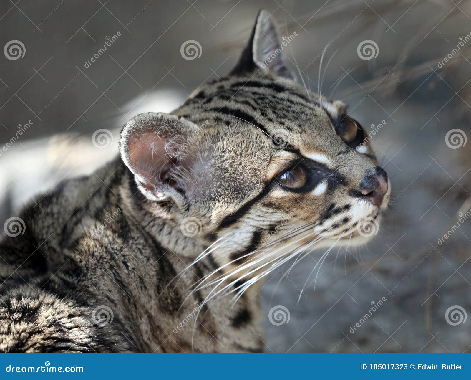 Margay imagen de archivo. Imagen de mirando, salvaje - 105017323