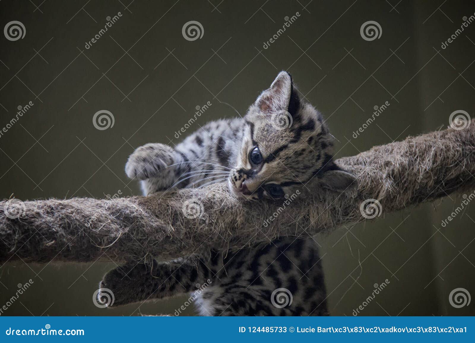 Margay kitten. stock image. Image of tabby, baby, kitty - 124485733