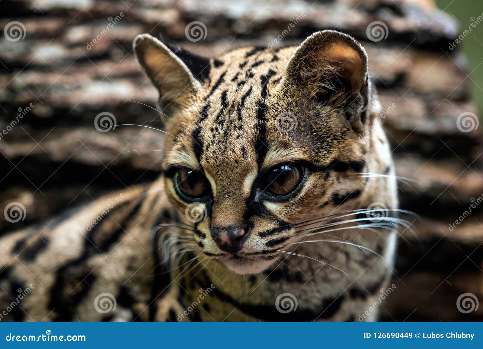 Margay, Leopardis wiedii stock image. Image of jungle - 126690449