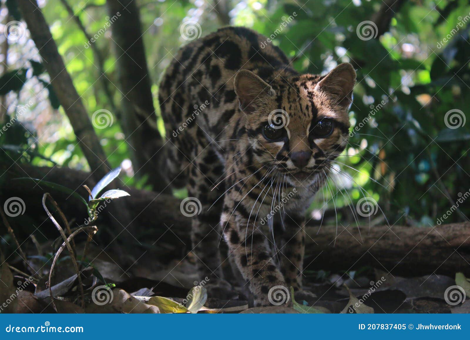 Margay, Leopardus Wiedii, Female With Baby. Stock Image | CartoonDealer ...
