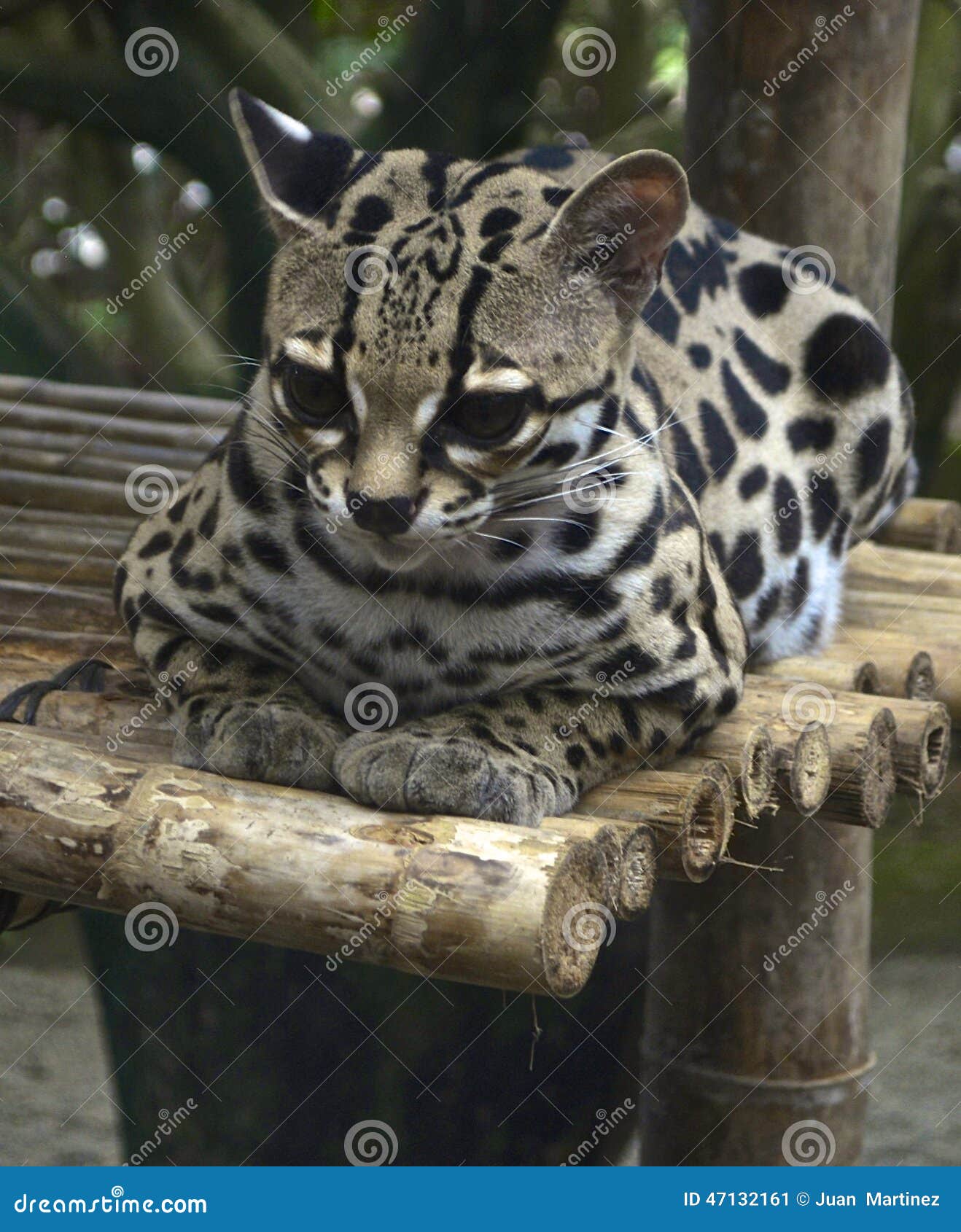 Margay stock image. Image of brown, jungle, wild, agile - 47132161