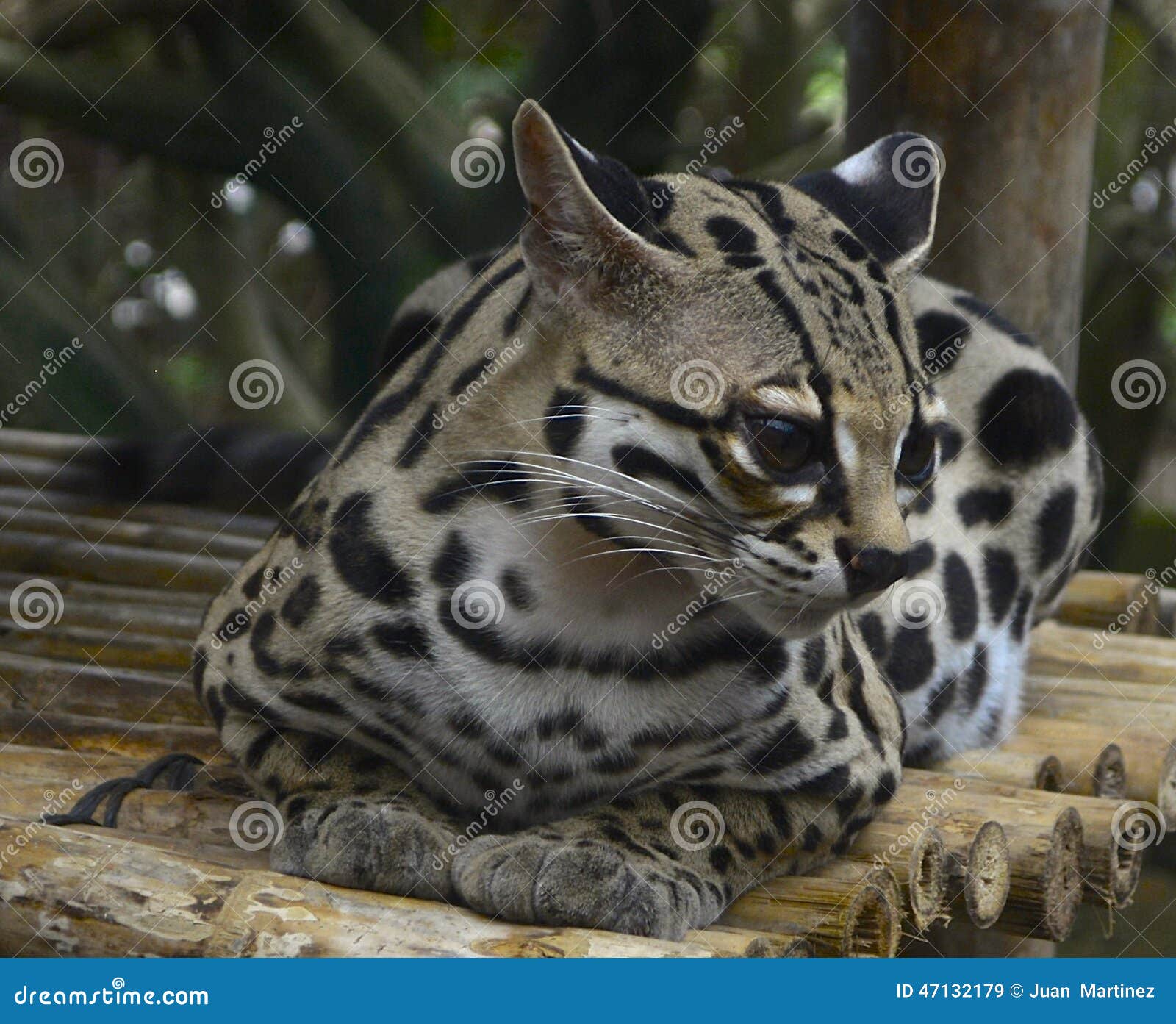 Margay stock image. Image of costa, perched, tropical - 47132179