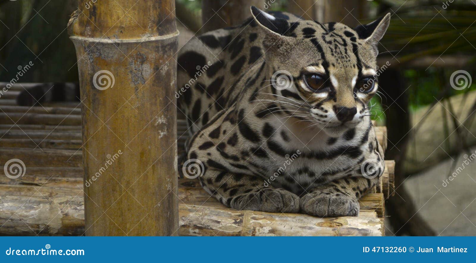 Margay stock photo. Image of wildlife, rica, margay, wild - 47132260