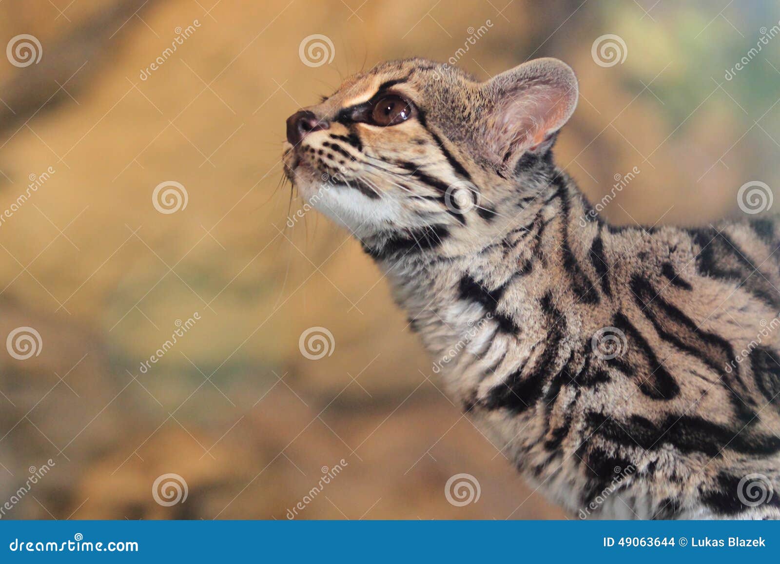 Margay stock photo. Image of animal, mammal, spotted - 49063644