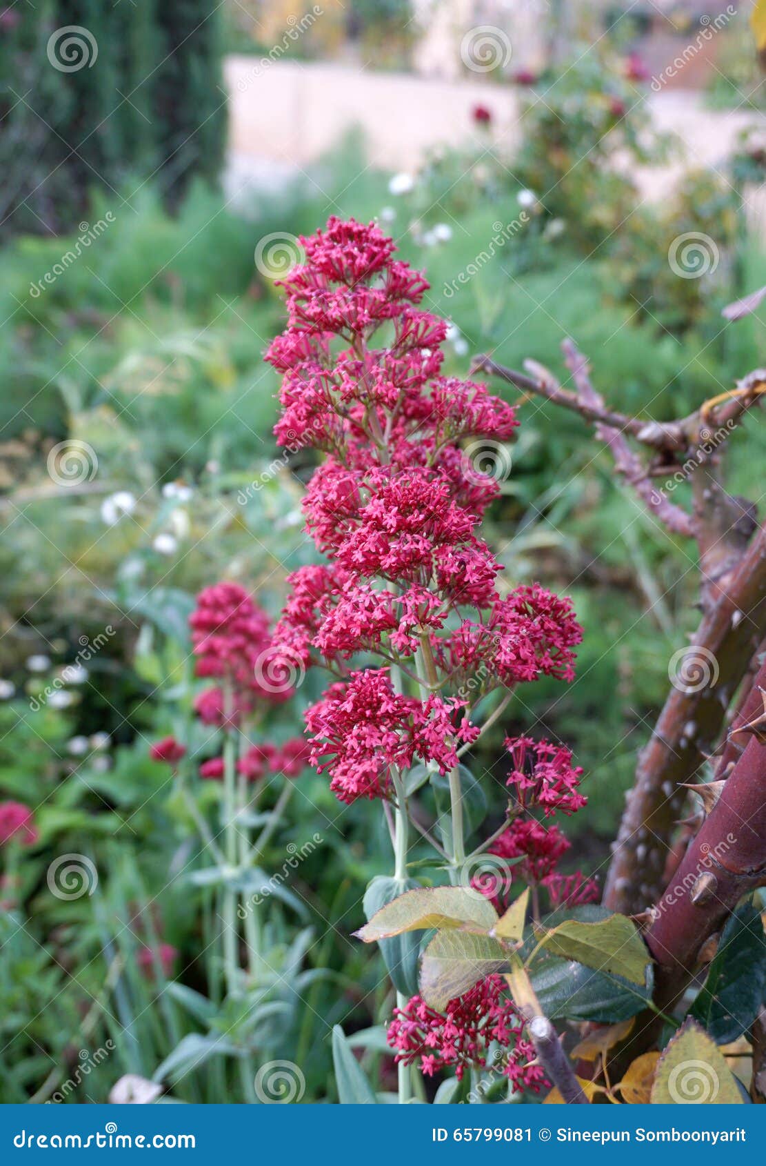 Margenta flower stock image. Image of pink, blooming - 65799081