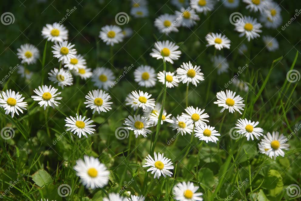 Margerite 库存照片. 图片 包括有 叶子, 本质, 空白, 和平, 黄色, 少许, 流出, 室外 - 94336434