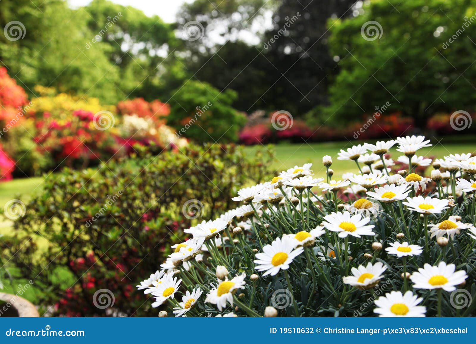 Margerite e rhododendron foto de stock. Imagem de rosas - 19510632
