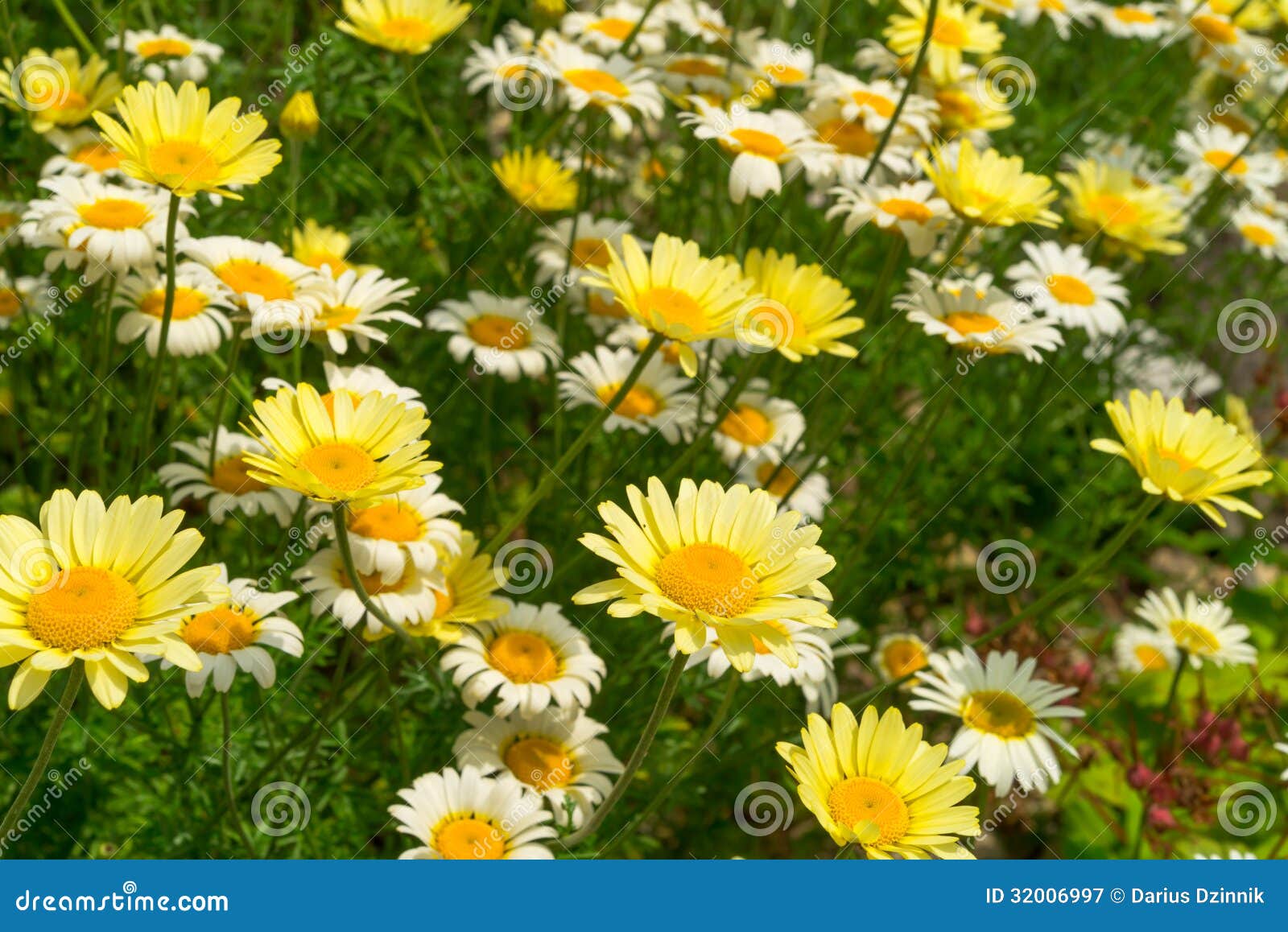 Margerite (Leucanthemum Vulgare) Stockbild - Bild von wachsen, betrieb ...