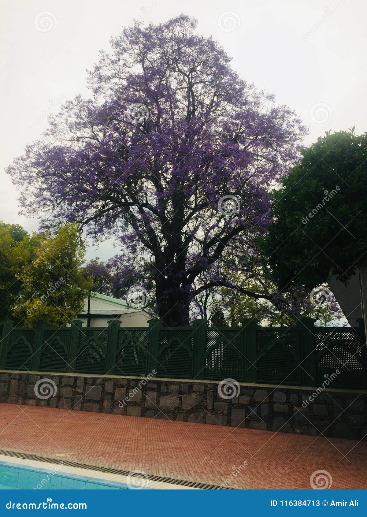 Trees stock image. Image of marghazar, swat, trees, mingora - 116384713