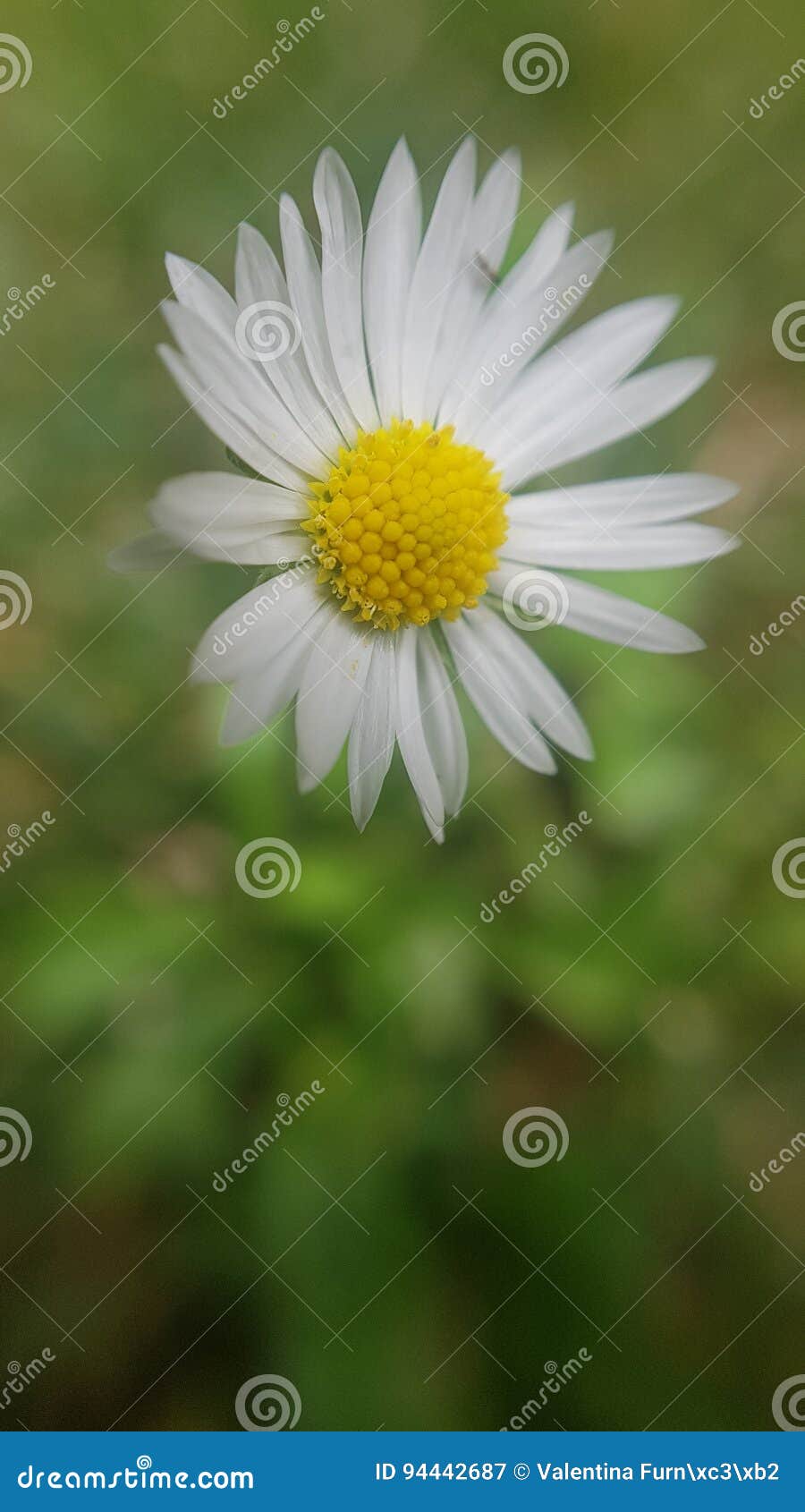 Margherita Bianca - White Daisy Stock Image - Image of white, flower ...