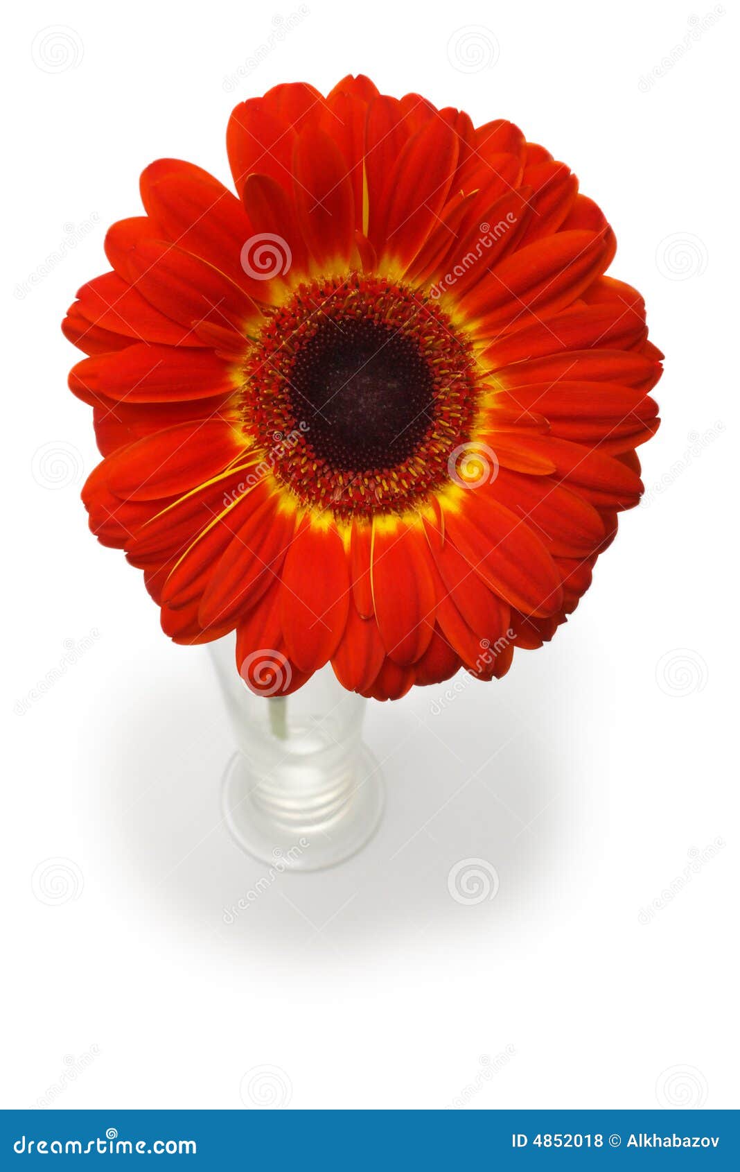 Margherita del Gerbera fotografia stock. Immagine di allergia - 4852018
