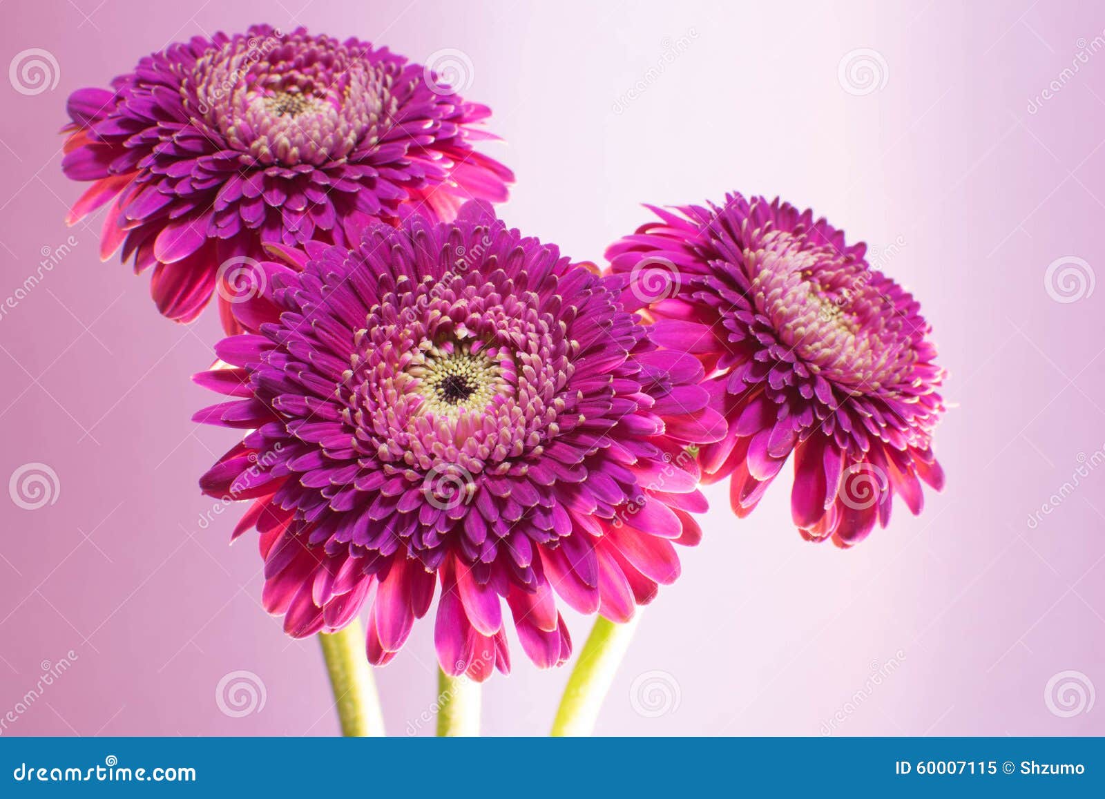 Margherita del Gerbera immagine stock. Immagine di caldo - 60007115