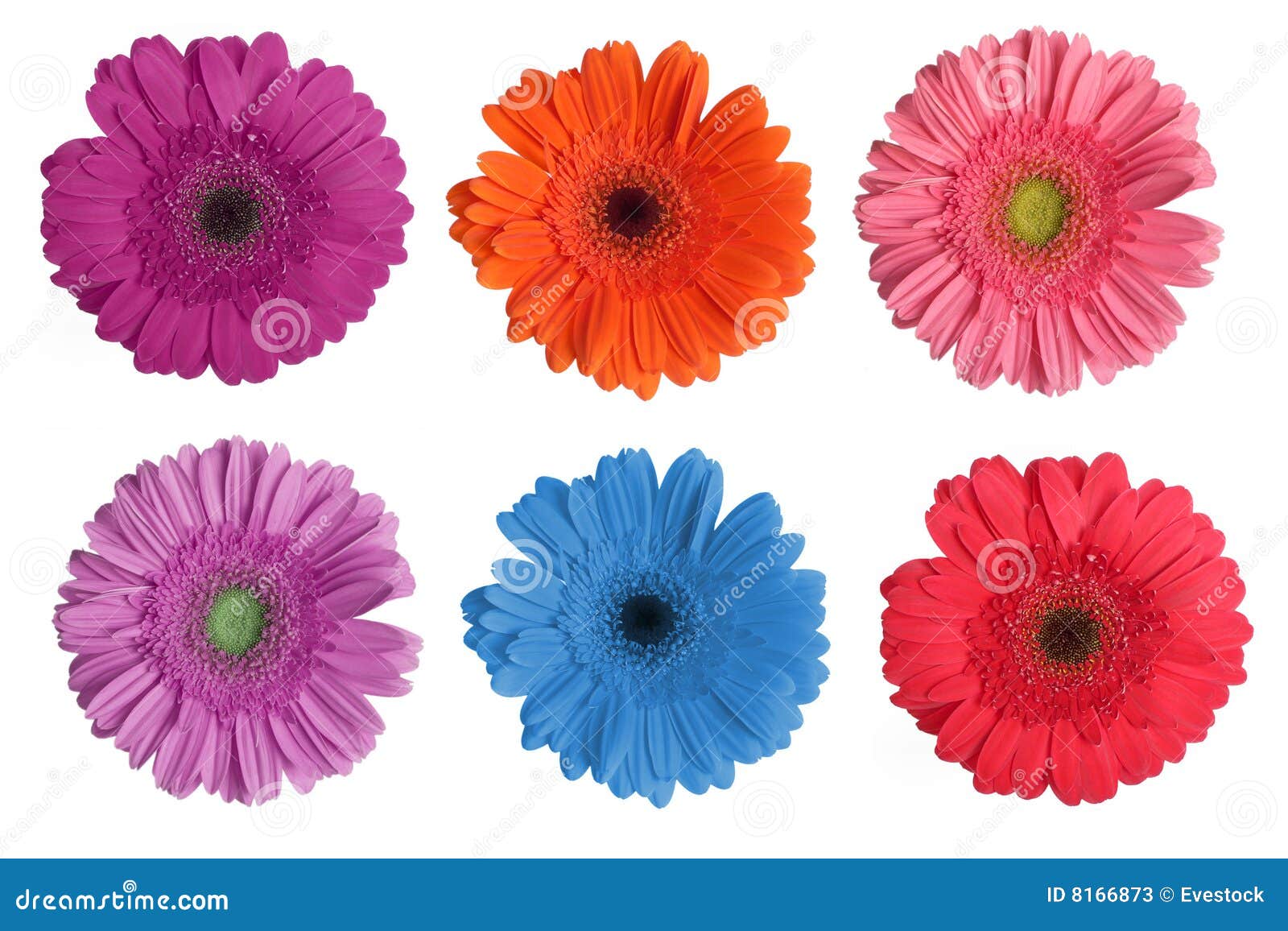 Margherita del Gerbera immagine stock. Immagine di nave - 8166873