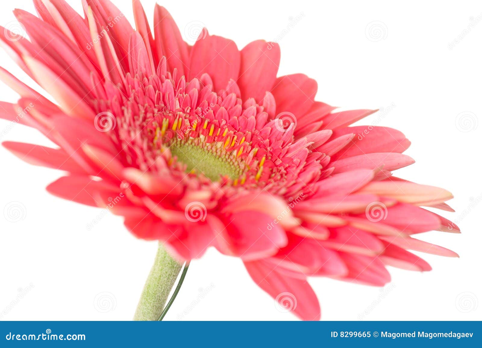 Margherita del Gerbera immagine stock. Immagine di fuoco - 8299665