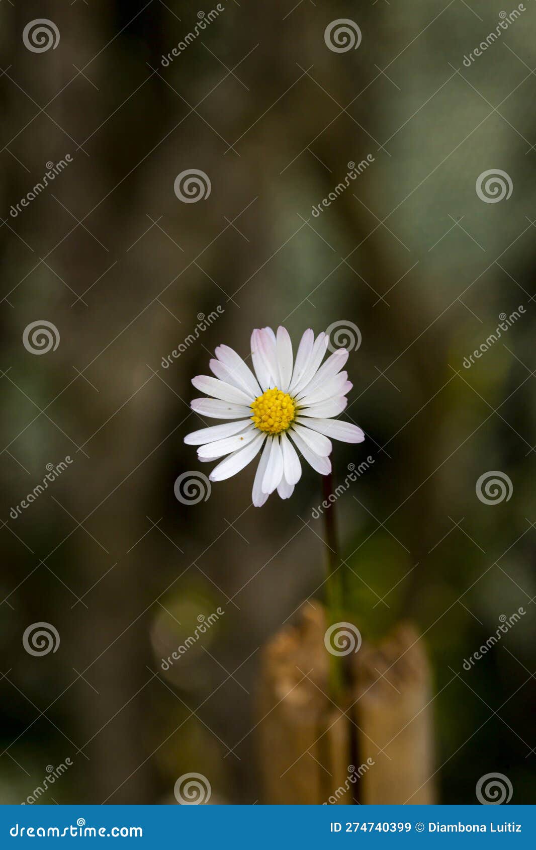 Margherita among the Others Stock Image - Image of blossom, nature ...