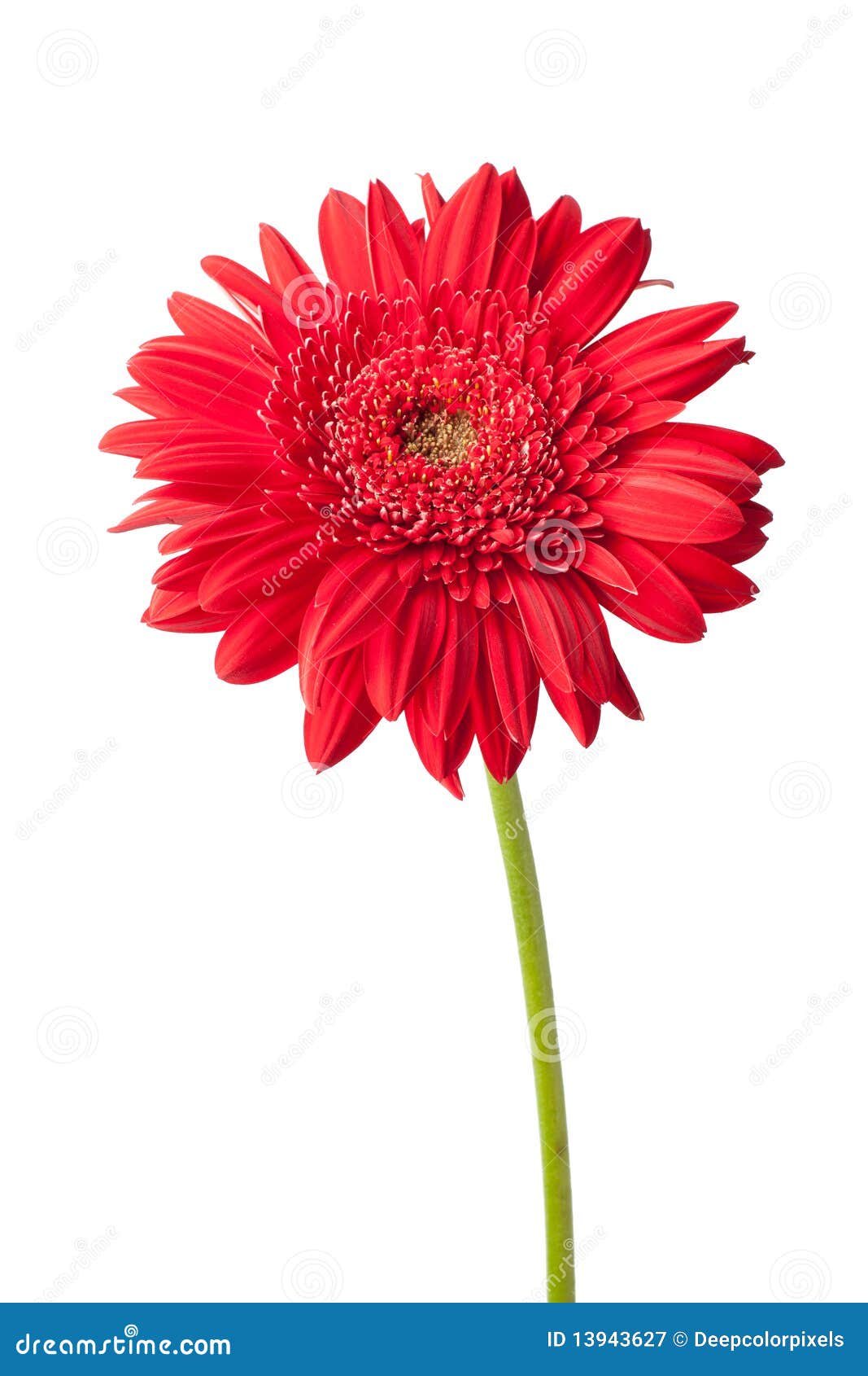 Margherita Rossa Del Gerbera Immagine Stock - Immagine di bellezza ...